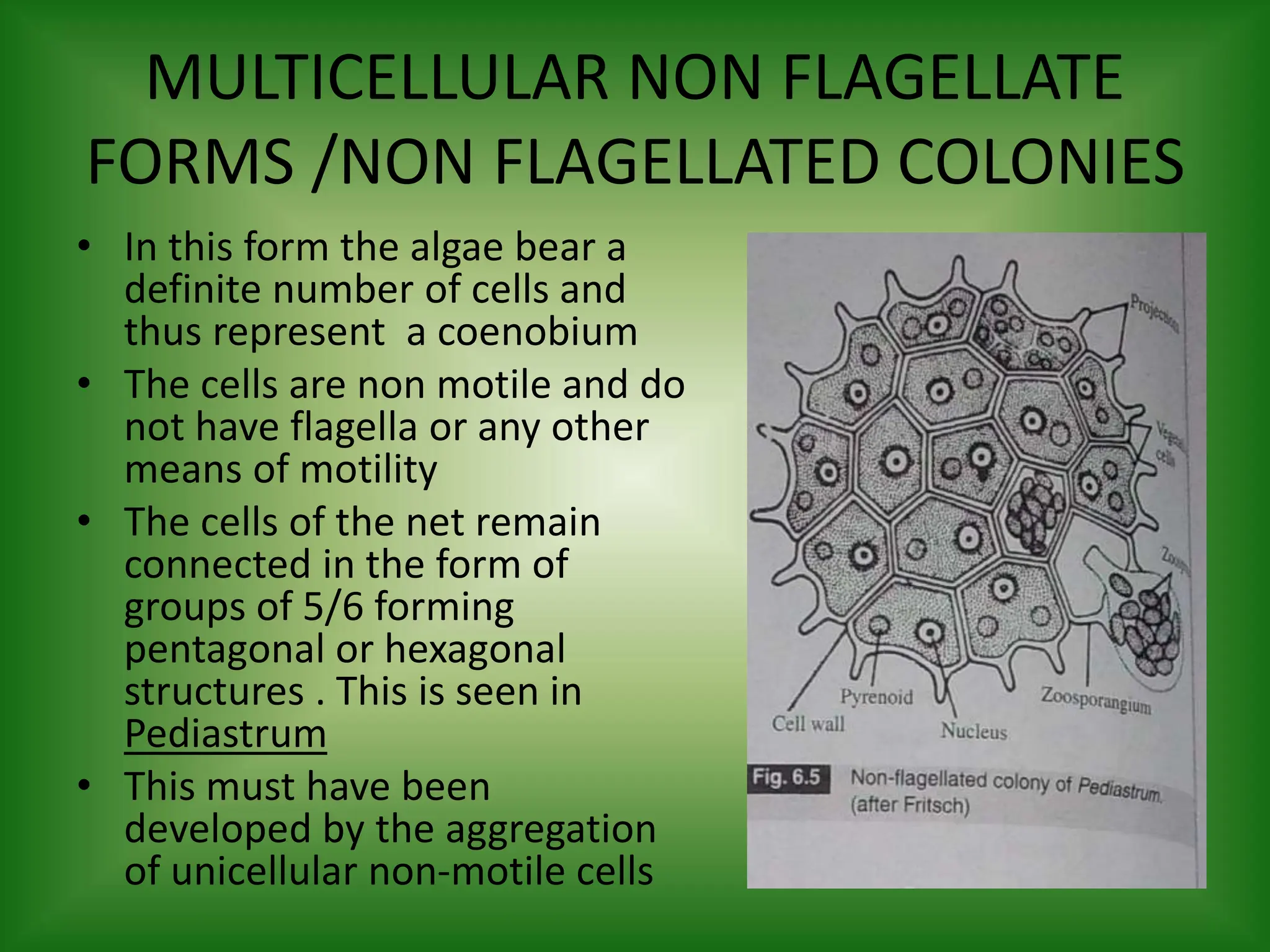 THALLUS ORGANISATION OF CHLOROPHYCEAE.pptx