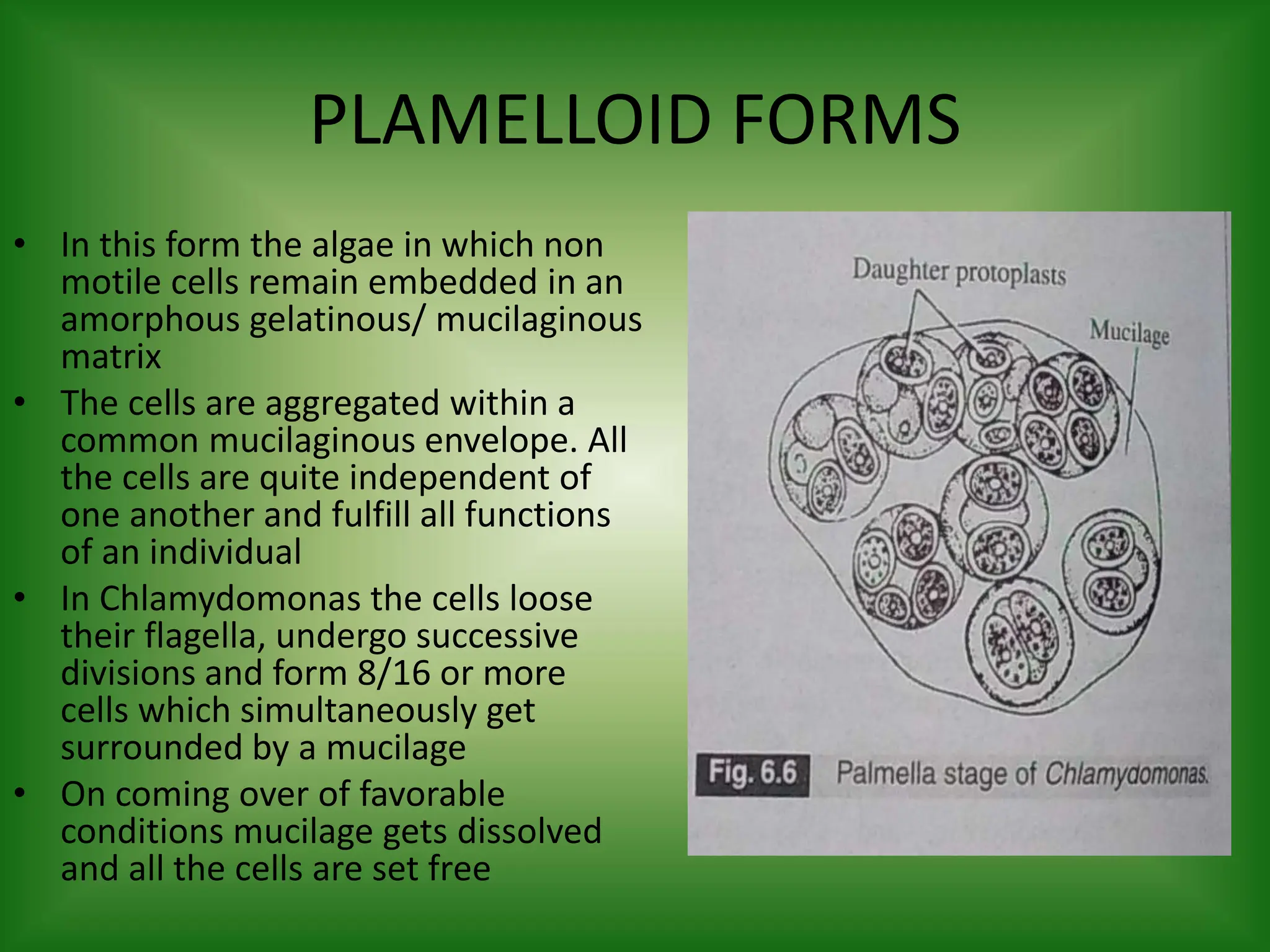 THALLUS ORGANISATION OF CHLOROPHYCEAE.pptx