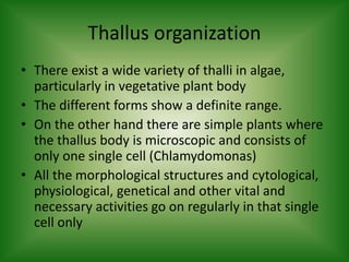 THALLUS ORGANISATION OF CHLOROPHYCEAE.pptx