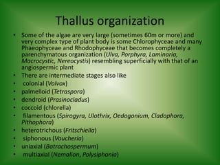 THALLUS ORGANISATION OF CHLOROPHYCEAE.pptx
