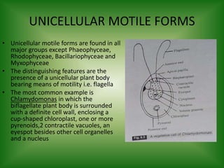THALLUS ORGANISATION OF CHLOROPHYCEAE.pptx