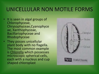 THALLUS ORGANISATION OF CHLOROPHYCEAE.pptx