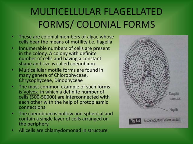 THALLUS ORGANISATION OF CHLOROPHYCEAE.pptx | Reproductive Health ...