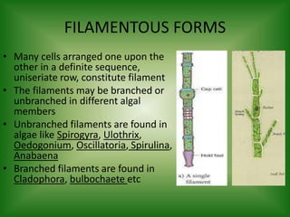 THALLUS ORGANISATION OF CHLOROPHYCEAE.pptx