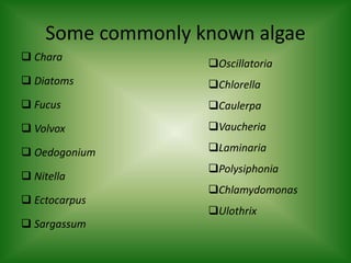 THALLUS ORGANISATION OF CHLOROPHYCEAE.pptx