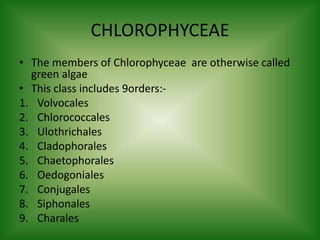 THALLUS ORGANISATION OF CHLOROPHYCEAE.pptx