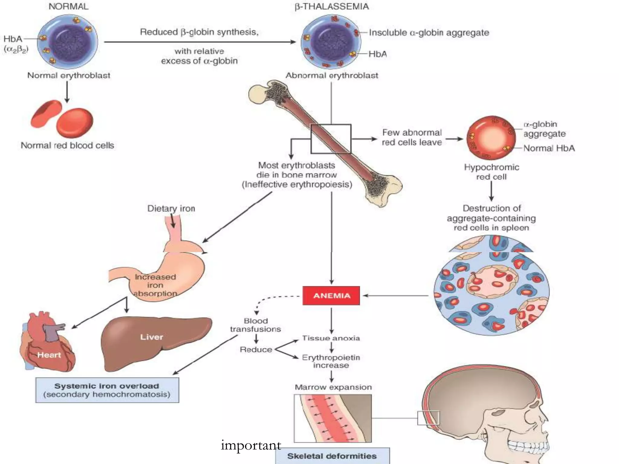 thalassemia and sickle cell disease | PPT