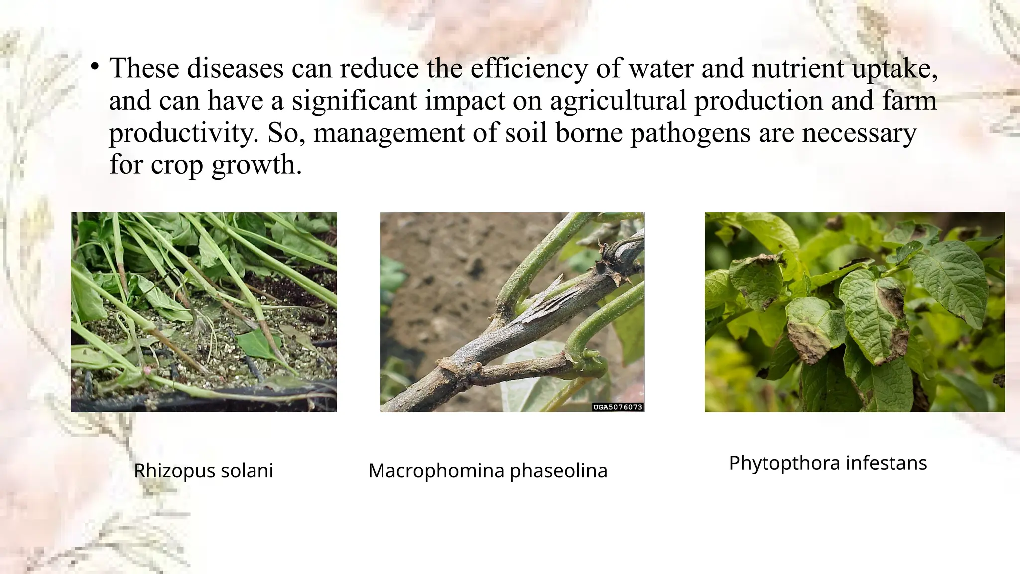 Management of soil born pathogens PATHO ppt.pptx