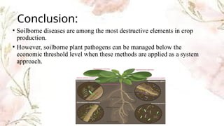 Management of soil born pathogens PATHO ppt.pptx