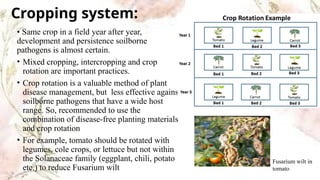 Management of soil born pathogens PATHO ppt.pptx