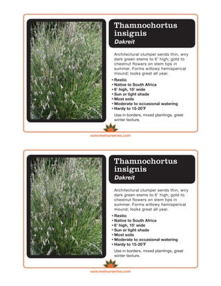 Thamnochortus insignis label | PDF
