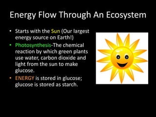 Energy Flow In An Ecosystem | PPTX