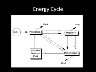 Energy Flow In An Ecosystem | PPTX