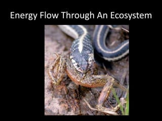 Energy Flow In An Ecosystem | PPTX