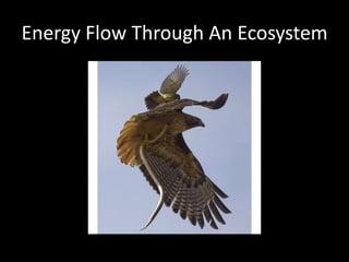 Energy Flow In An Ecosystem | PPTX