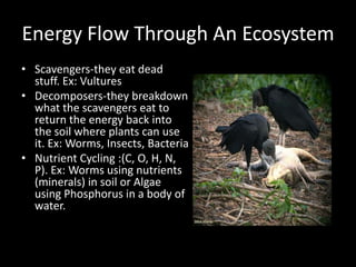Energy Flow In An Ecosystem | PPTX