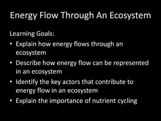 Energy Flow In An Ecosystem | PPTX