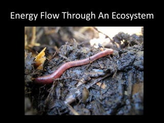 Energy Flow In An Ecosystem | PPTX