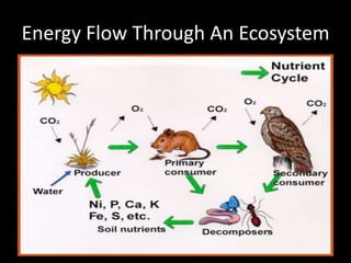 Energy Flow In An Ecosystem | PPTX