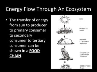 Energy Flow In An Ecosystem | PPTX