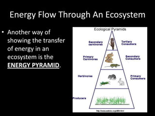 Energy Flow In An Ecosystem | PPTX