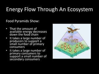 Energy Flow In An Ecosystem | PPTX