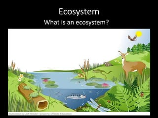 Energy Flow In An Ecosystem | PPTX