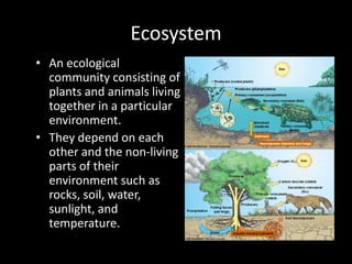 Energy Flow In An Ecosystem | PPTX