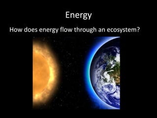 Energy Flow In An Ecosystem | PPTX