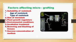 micrografting, meristem culture and genetic fidelity | PPTX
