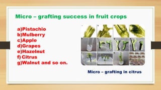 micrografting, meristem culture and genetic fidelity | PPTX