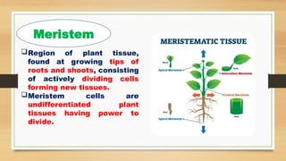 micrografting, meristem culture and genetic fidelity | PPTX