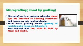 micrografting, meristem culture and genetic fidelity | PPTX