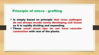 micrografting, meristem culture and genetic fidelity | PPTX