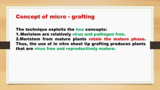 micrografting, meristem culture and genetic fidelity | PPTX