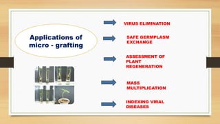 micrografting, meristem culture and genetic fidelity | PPTX