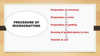 micrografting, meristem culture and genetic fidelity | PPTX