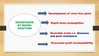 micrografting, meristem culture and genetic fidelity | PPTX