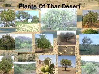 Thar Desert Plants