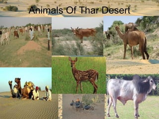 Thar desert | PPT