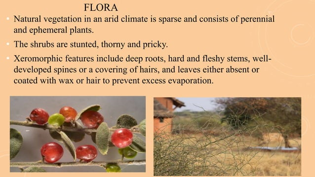 thar Desert Shoaib ppt^ (2)-1.pptx