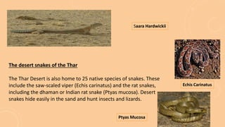 thar Desert Shoaib ppt^ (2)-1.pptx