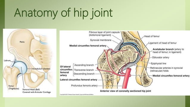 Tharinee anterior-hip-dislocation | PPTX