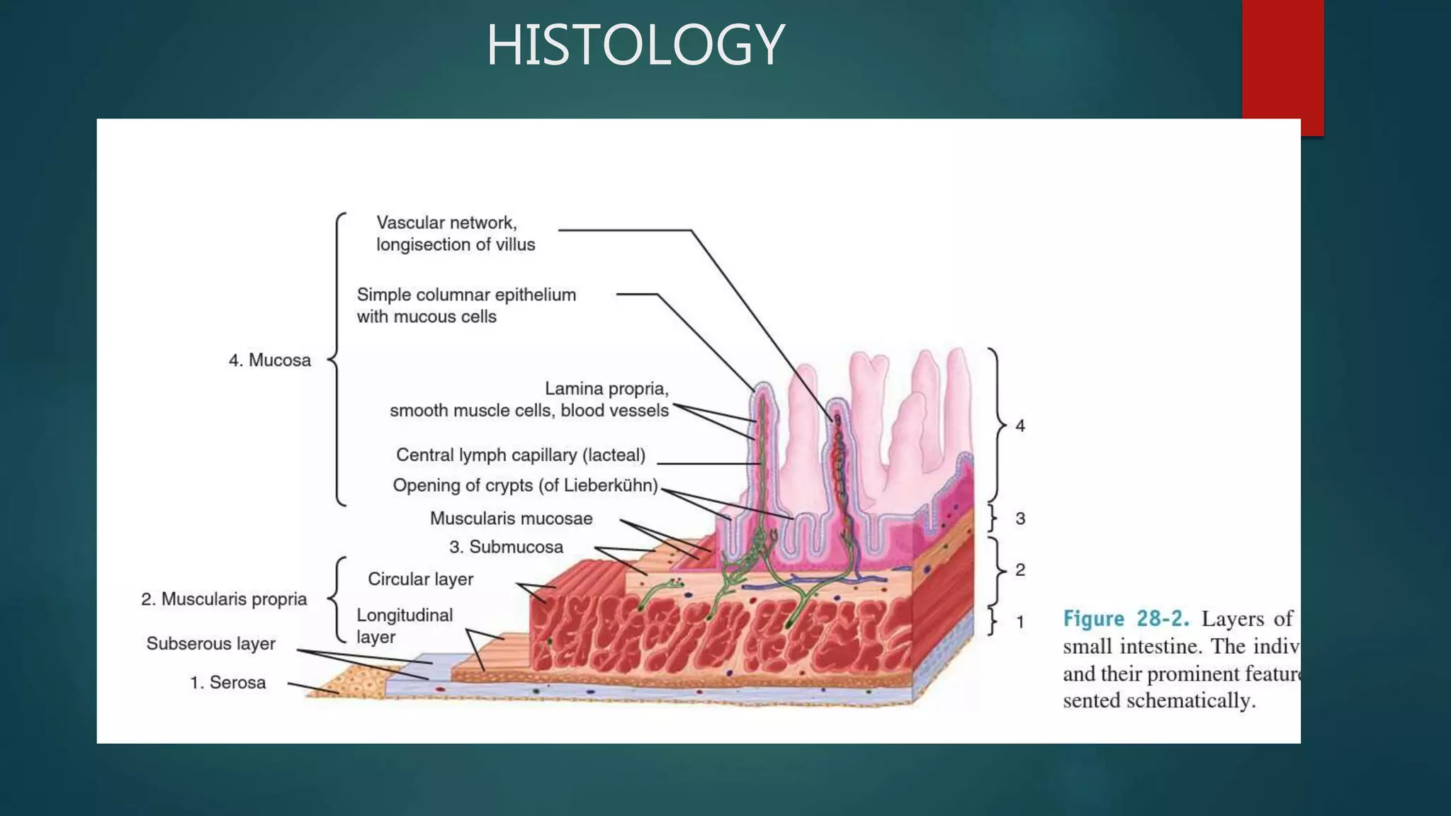 anatomy and physiology of small intestine | PPTX