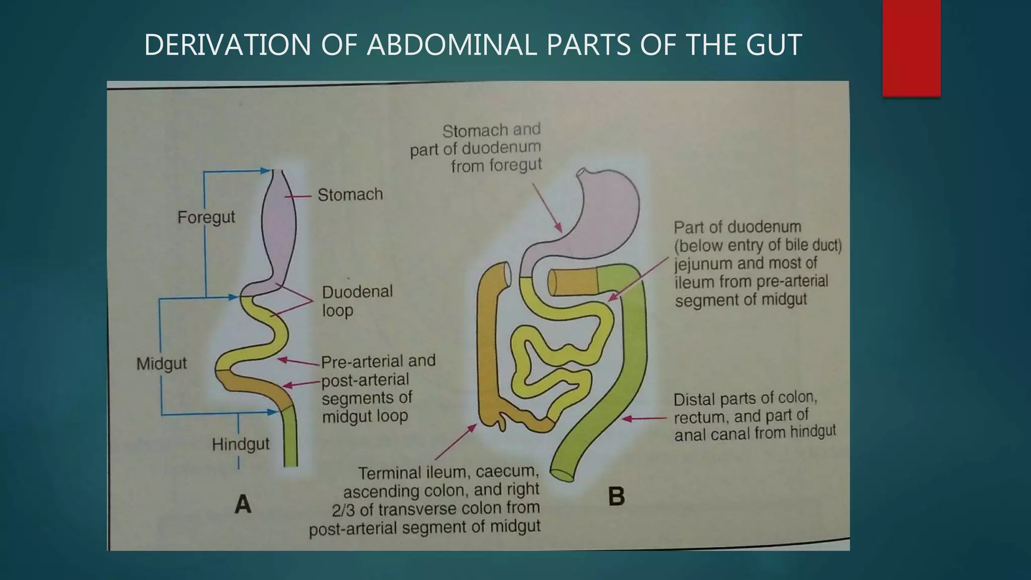 anatomy and physiology of small intestine | PPTX