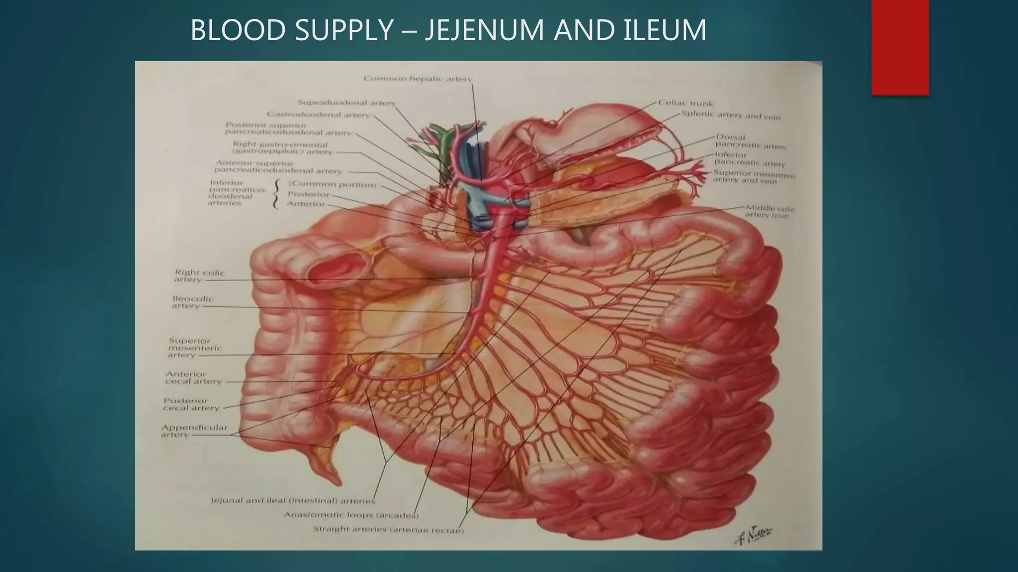 anatomy and physiology of small intestine | PPTX