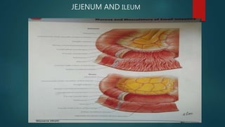 anatomy and physiology of small intestine | PPTX