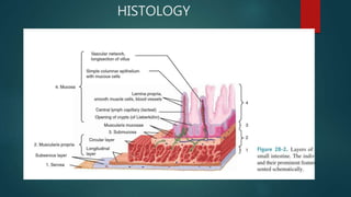 anatomy and physiology of small intestine | PPTX