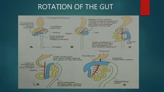 anatomy and physiology of small intestine | PPTX