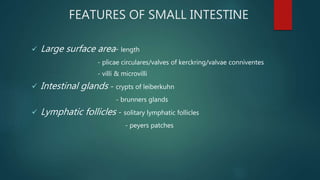 anatomy and physiology of small intestine | PPTX